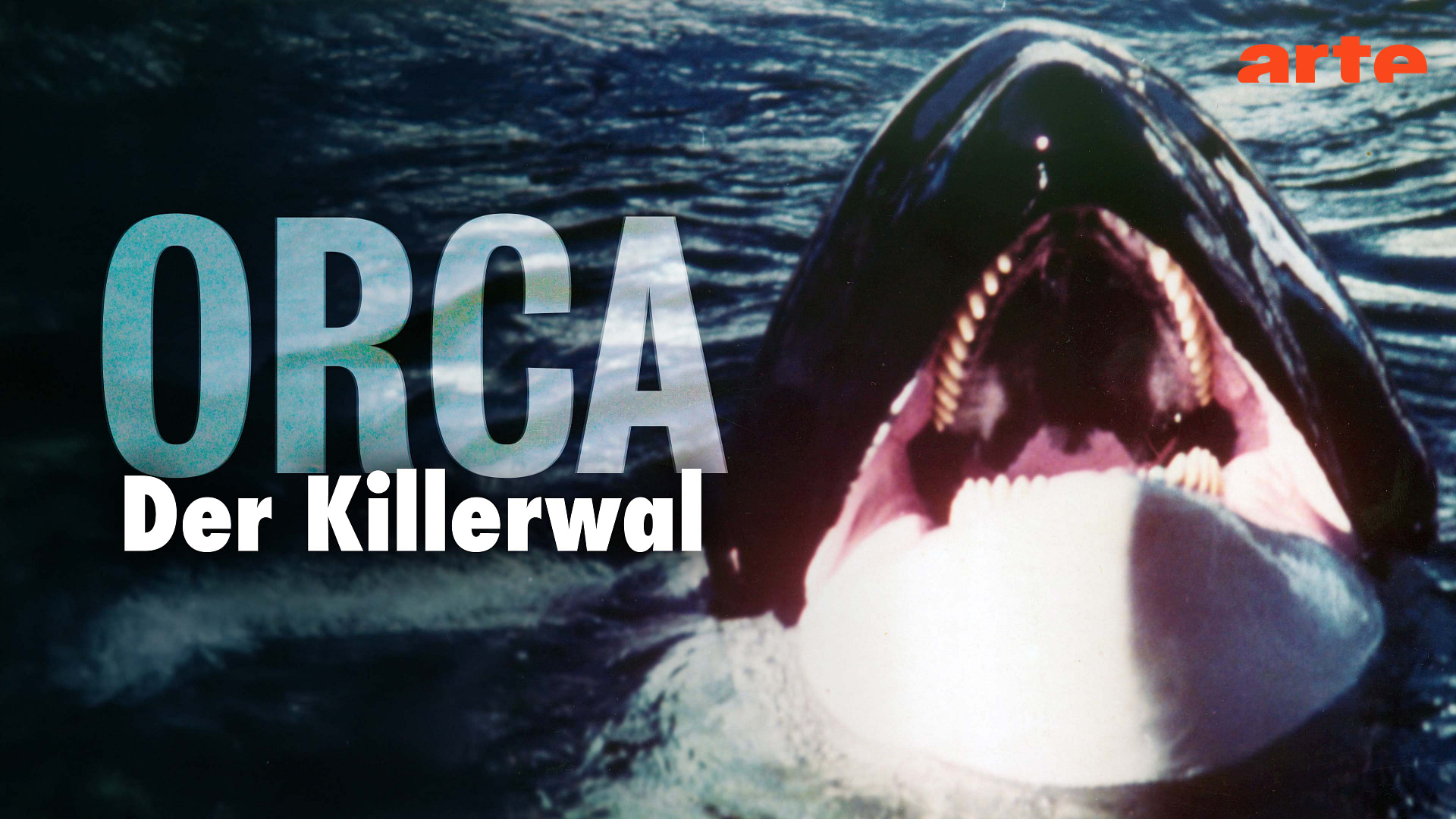 Wunderbar Orca Der Killerwal Ebenbild