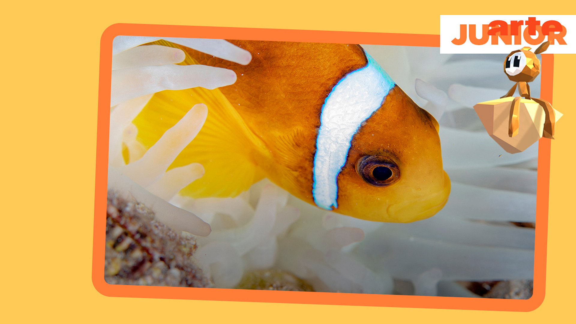 ARTE Journal Junior vom Montag - Die Superkraft der Clownfische - Komplette Sendung | ARTE