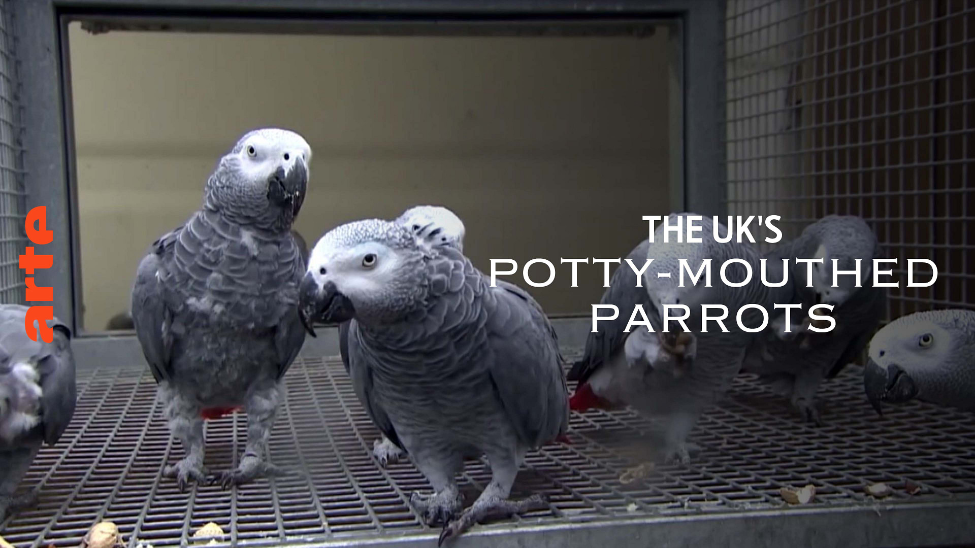 The UK's potty-mouthed parrots - Watch the full documentary | ARTE in ...