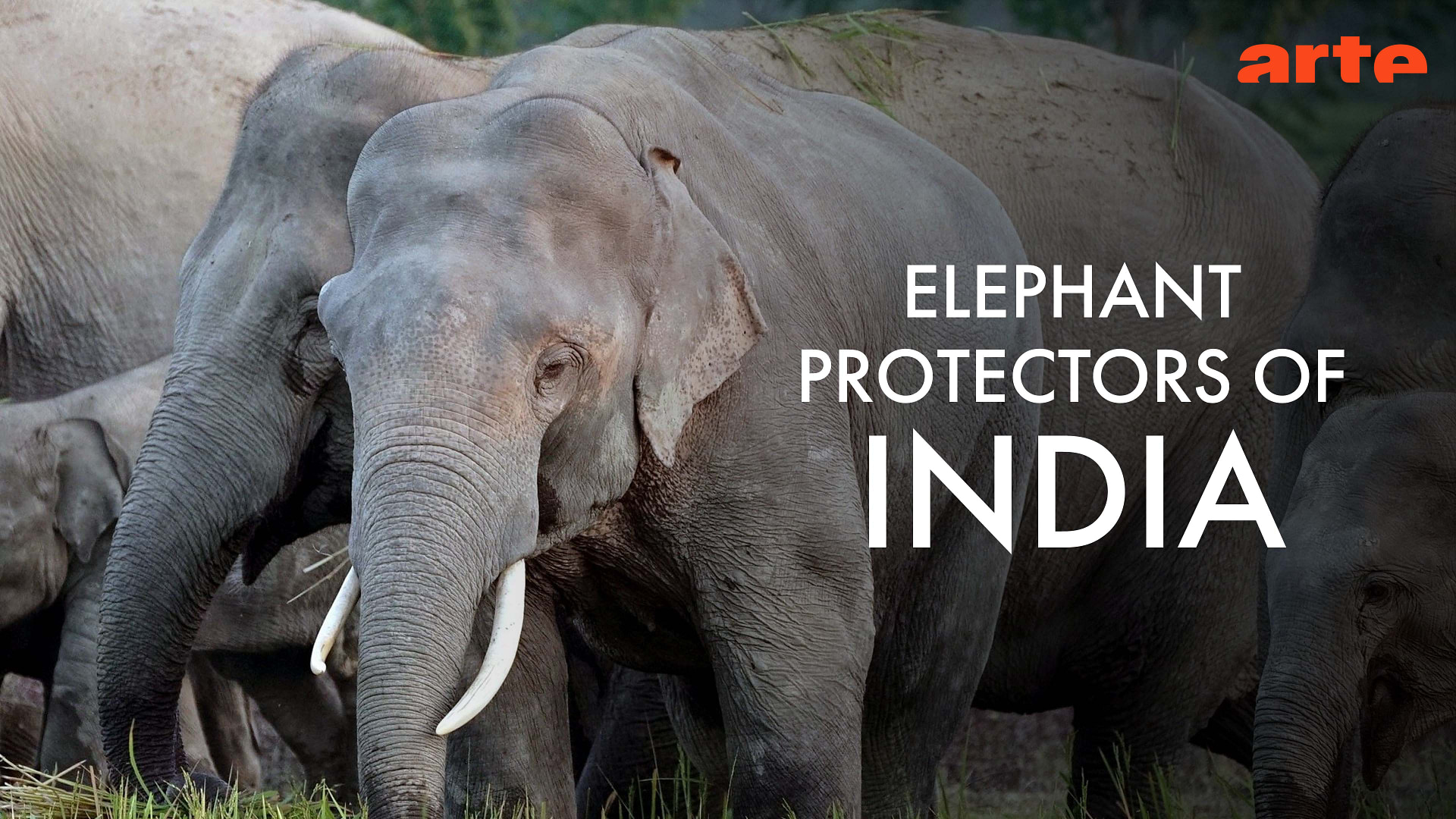 360° Reportage - Elephant Protectors of India - Watch the full ...