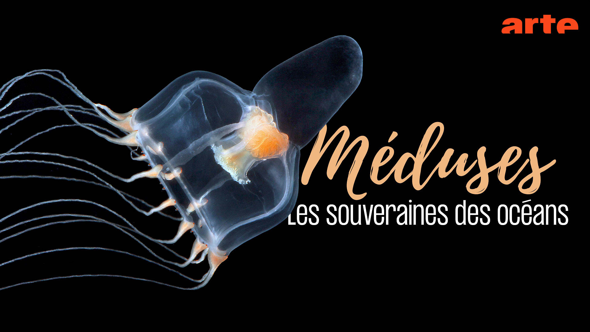 Méduses - Les souveraines des océans - Regarder le documentaire complet ...