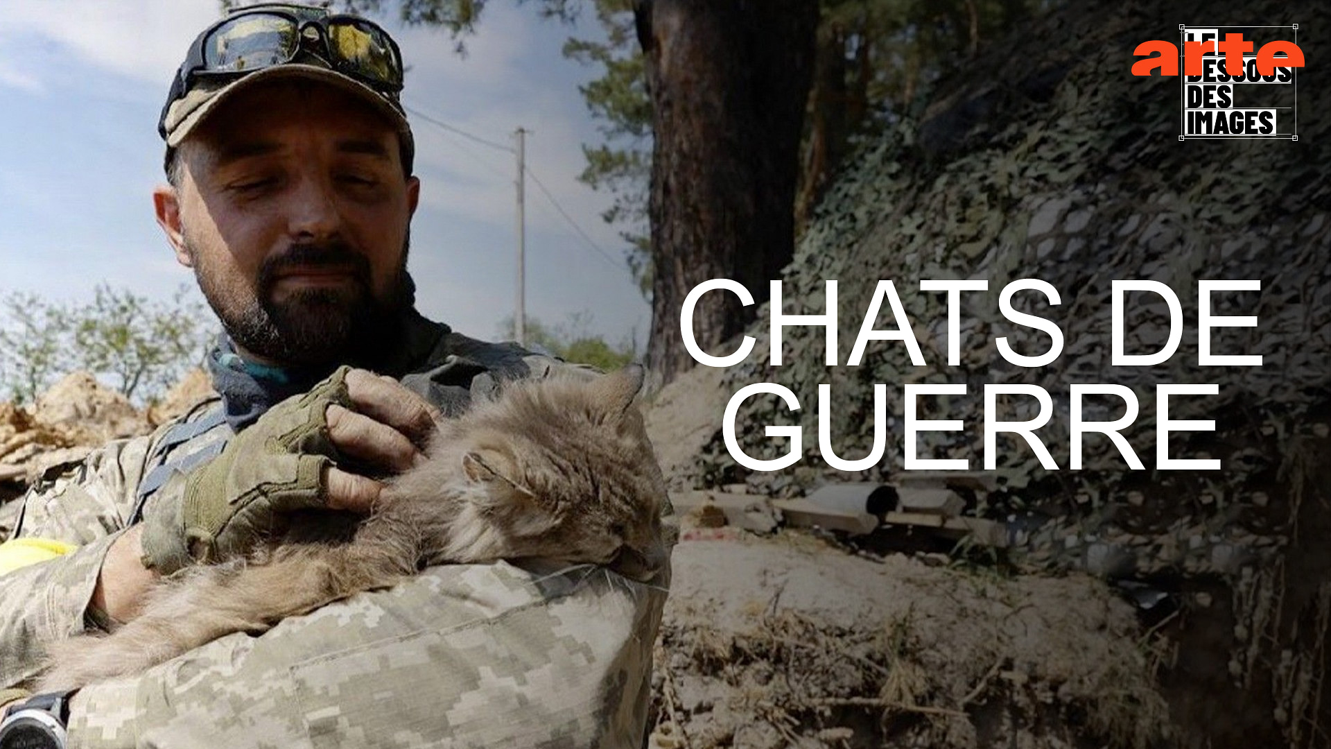 Le dessous des images - Chats de guerre - Regarder l’émission complète ...