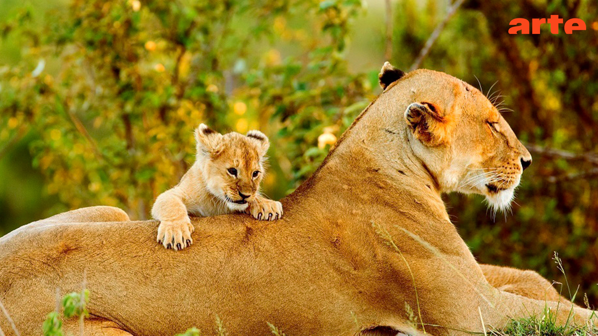 Devenir lion (2/2) - Protéger son groupe - Regarder le documentaire ...
