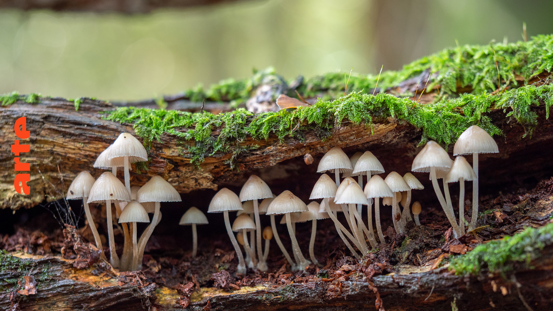 We are the champi(gn)ons - 28 minutes (17/10/2024) - Regarder l ...