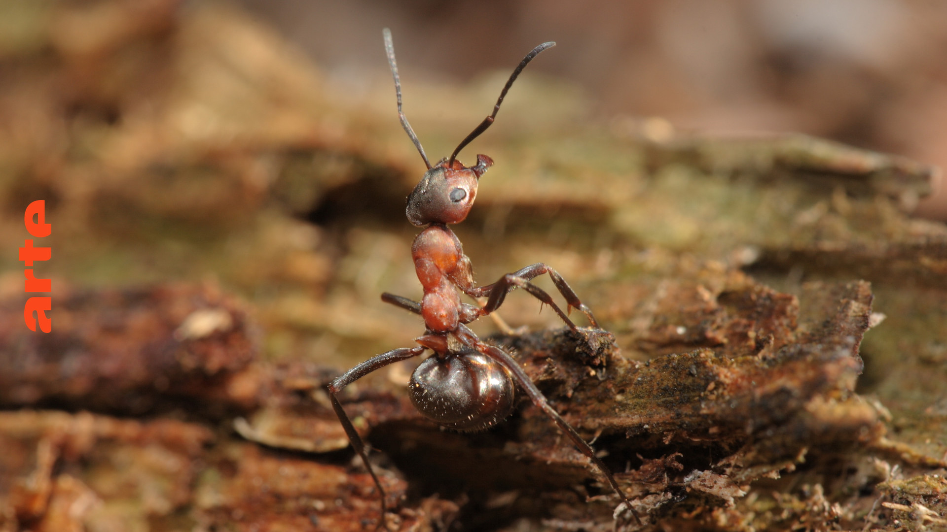 La grande parade des insectes - Fourmis - Regarder le documentaire ...