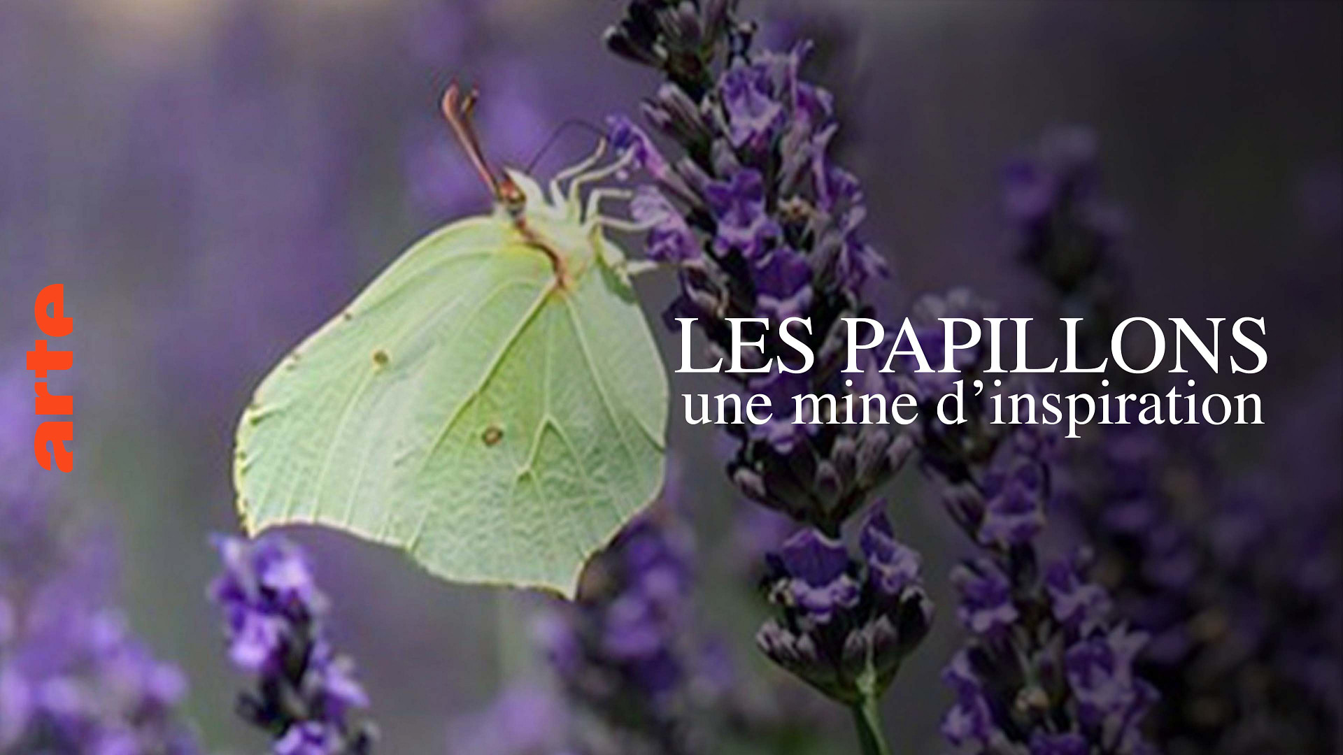 Les papillons, une mine d’inspiration - Regarder le documentaire complet | ARTE