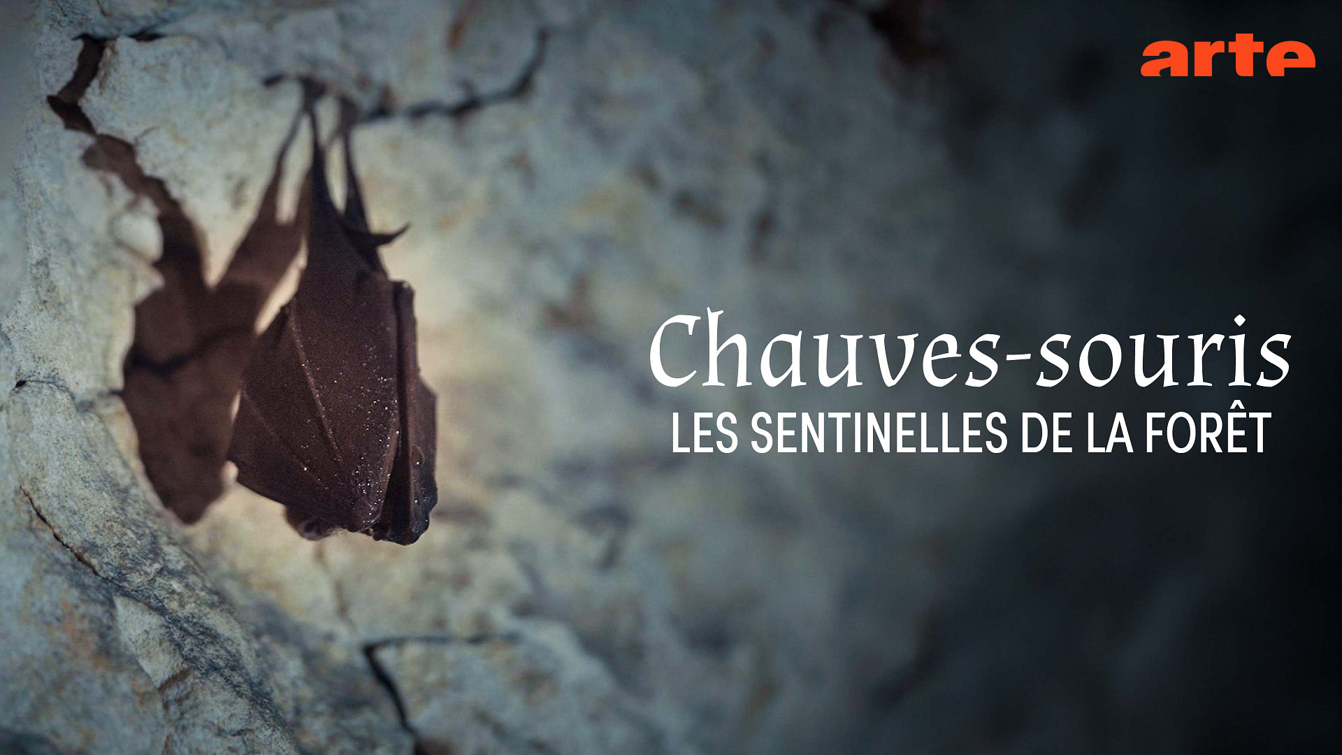 Mondes sauvages - Chauves-souris, les sentinelles de la forêt ...