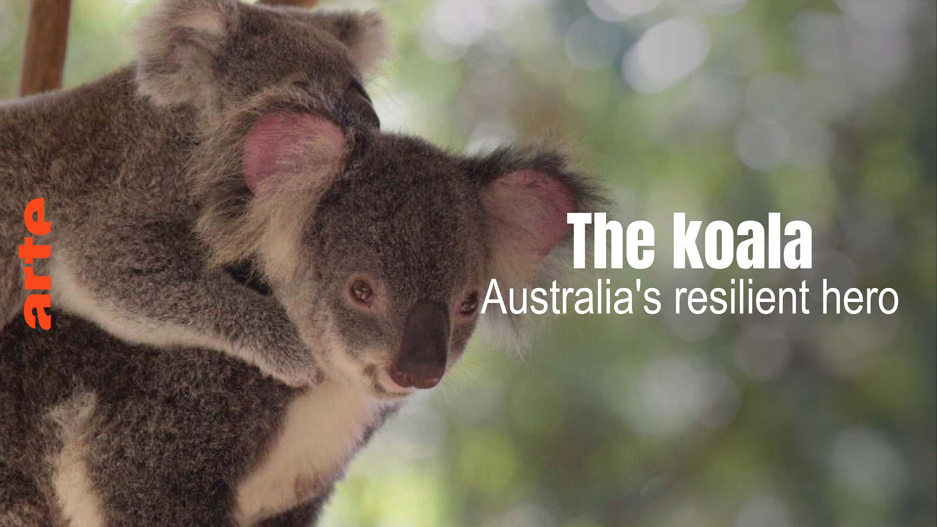 City Country Culture - The Koala: Australia’s Resilient Hero - Watch ...