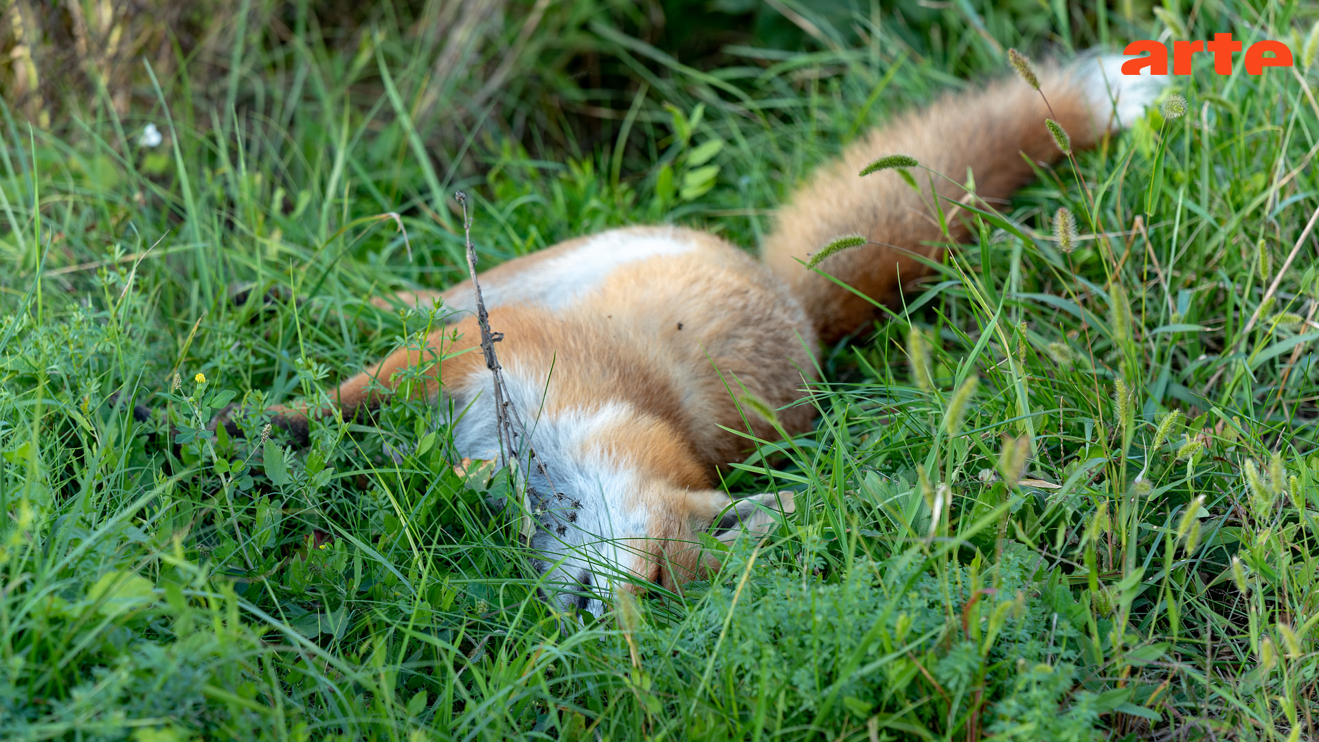 Les animaux ont-ils conscience de la mort ? - Regarder l’émission ...
