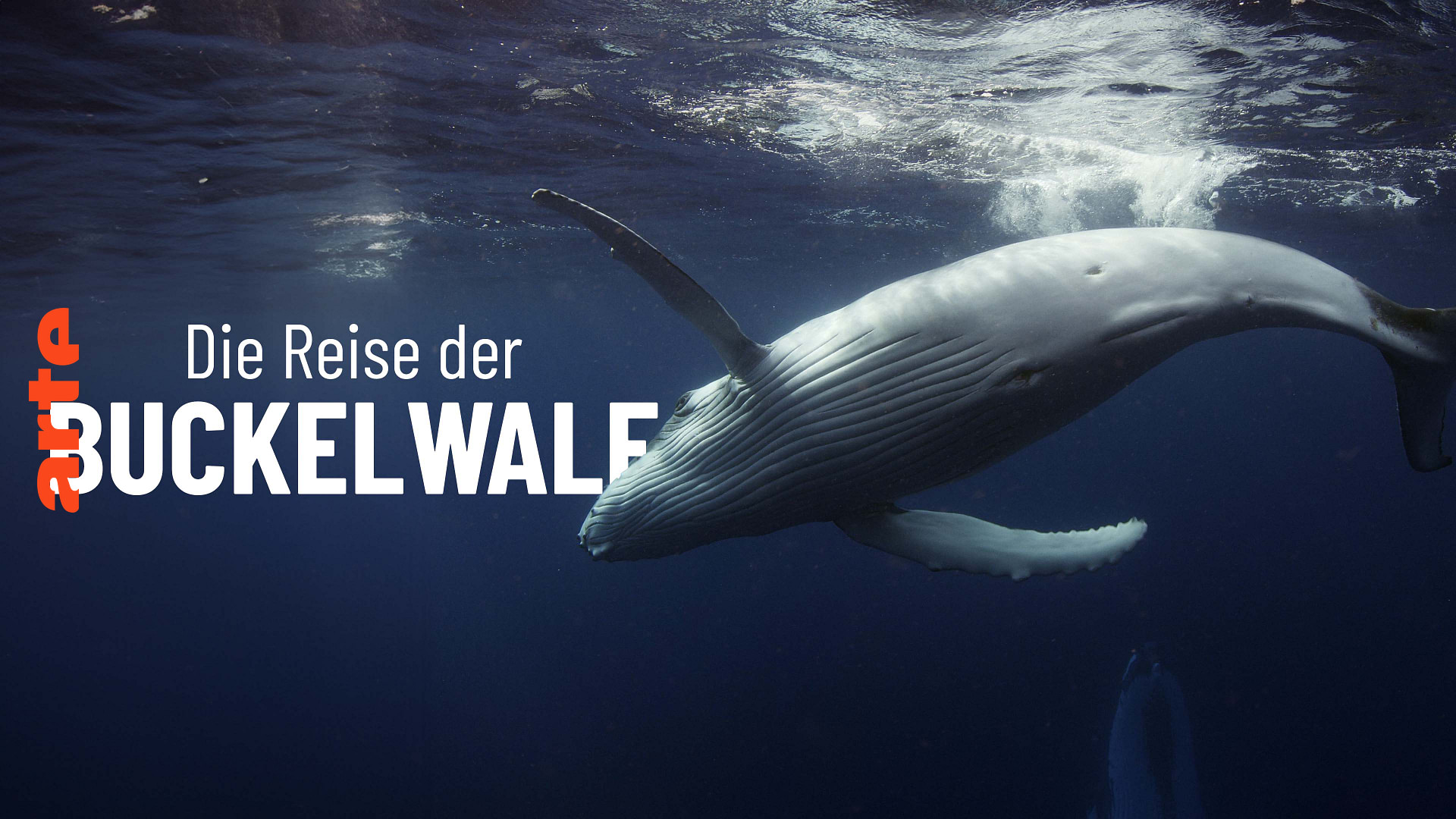 Die Reise der Buckelwale - Die ganze Doku | ARTE