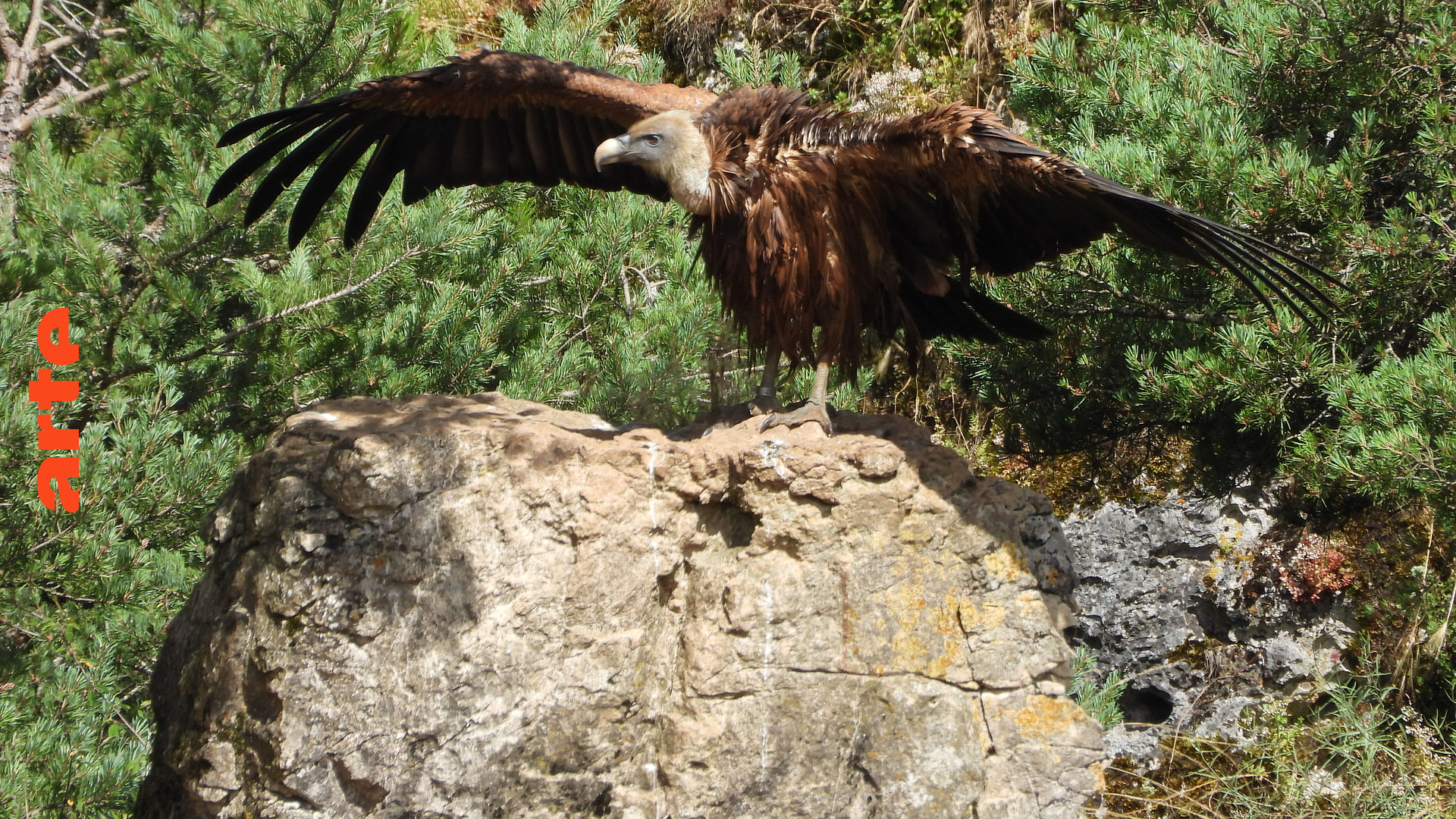 Re: Die schwierige Rückkehr der Geier - Die ganze Doku | ARTE