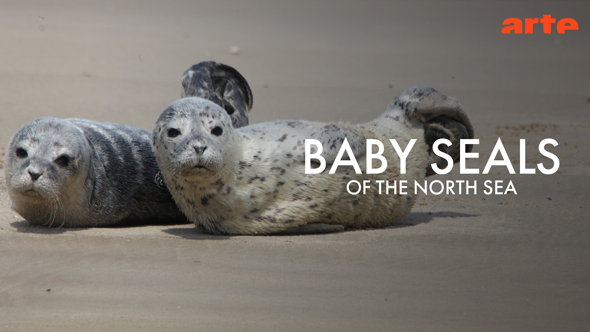 Geo Reportage - Saving Baby Seals - Watch the full documentary | ARTE ...