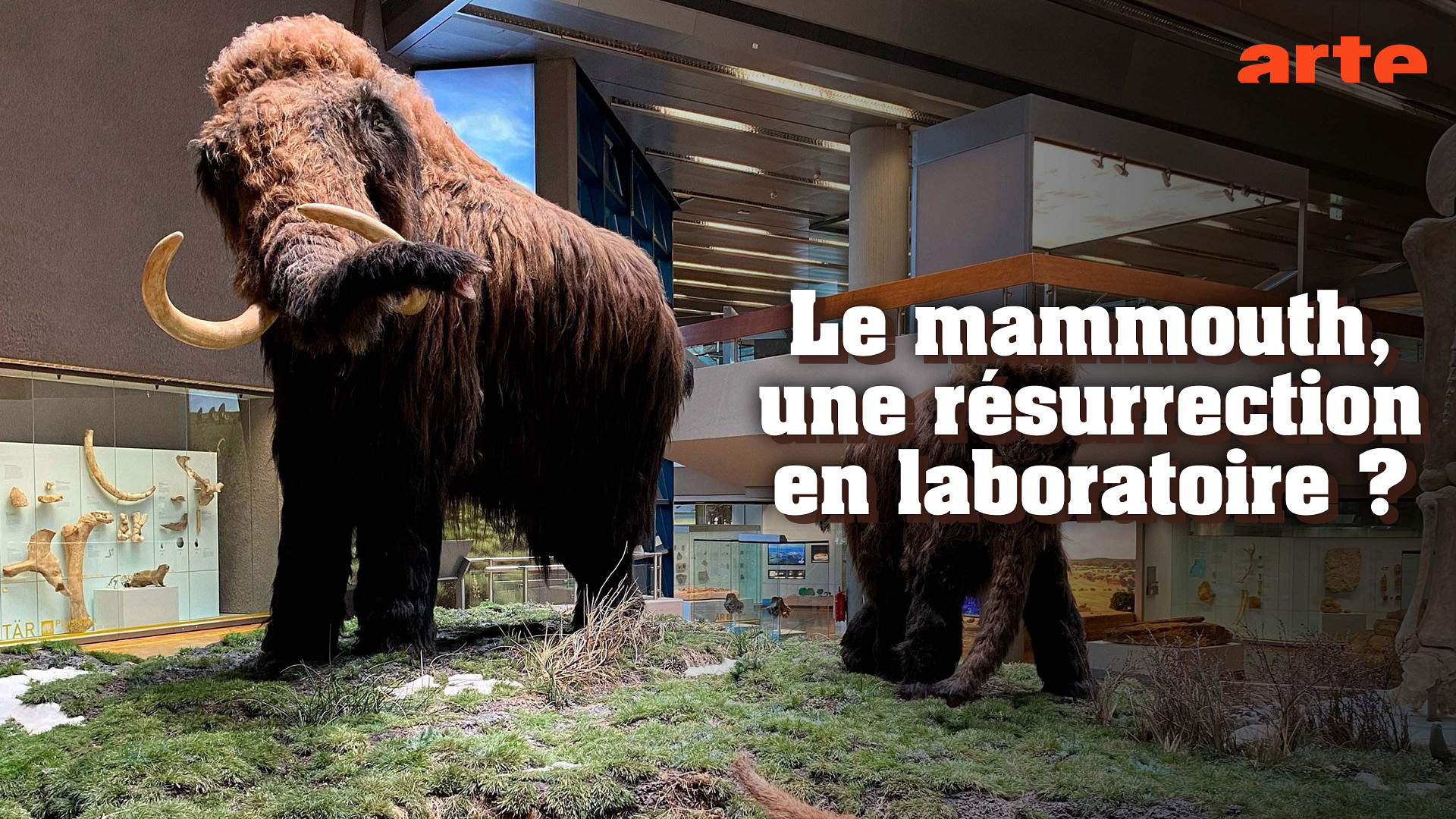 Le mammouth, une résurrection en laboratoire ? - Regarder le ...